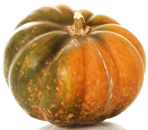 Pumpa Muscat, Klass 1 - City Gross